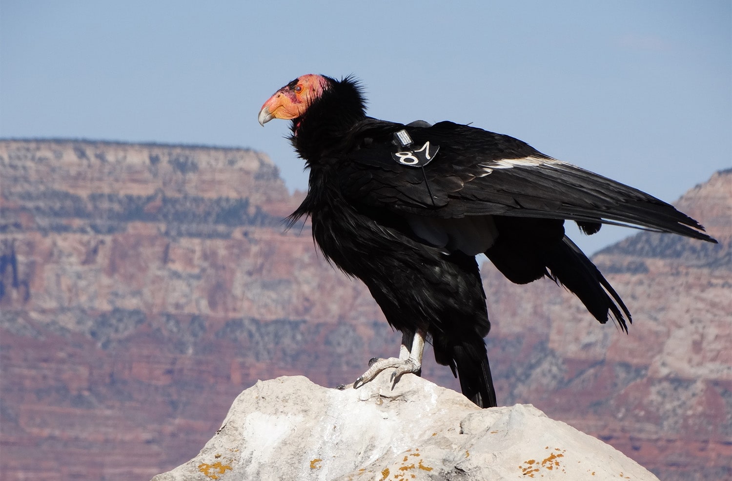 50 curiosità sui condor - Curiosità su tutto ciò che è nel mondo