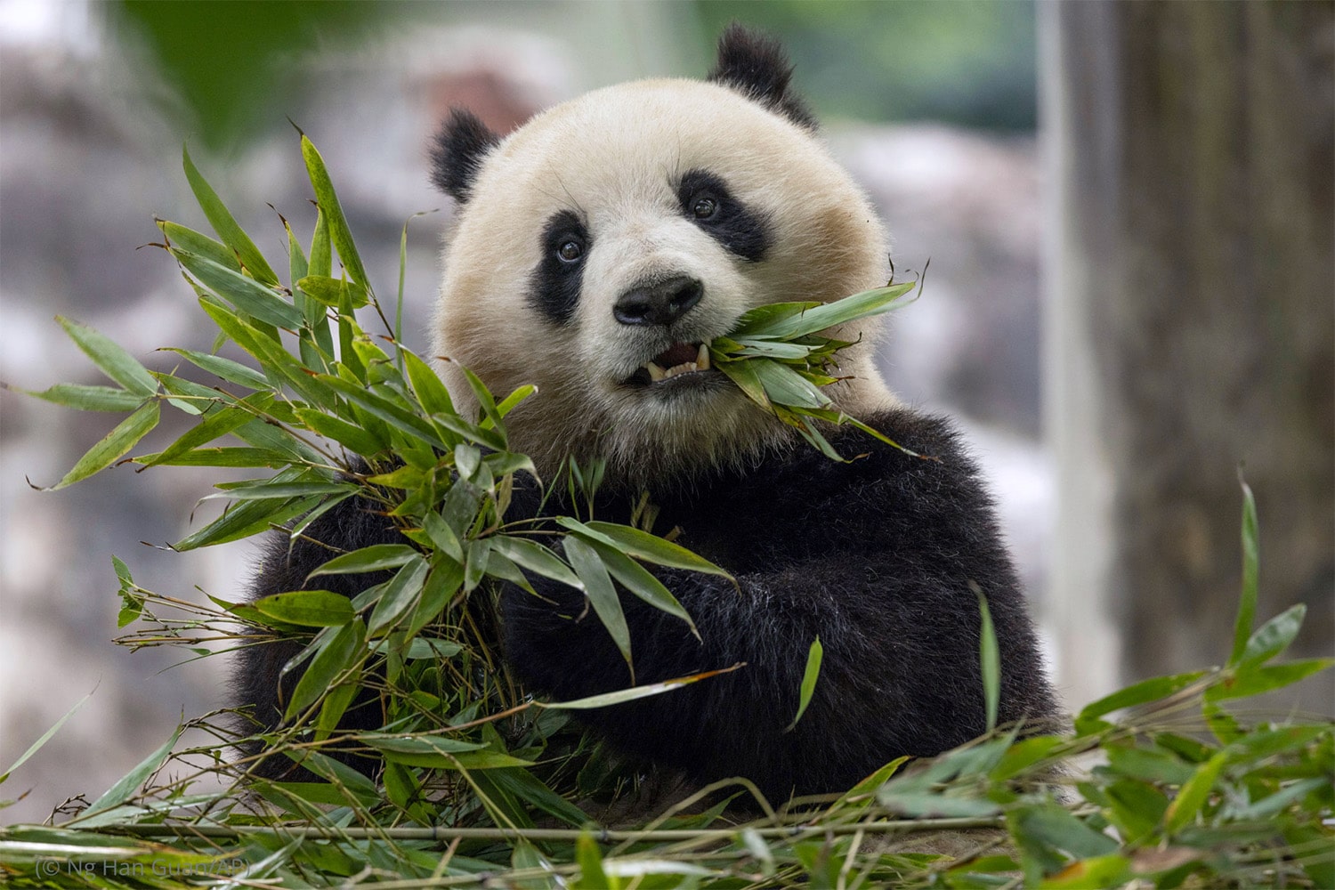 40 curiosità sui panda - Curiosità su tutto ciò che è nel mondo